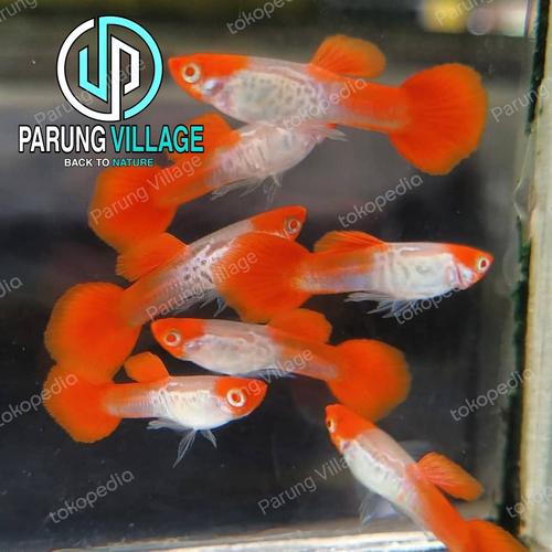 Jual Ikan Hias Guppy Albino Snakeskin Koi - jantan, M - Kota Depok - Parung Village | Tokopedia