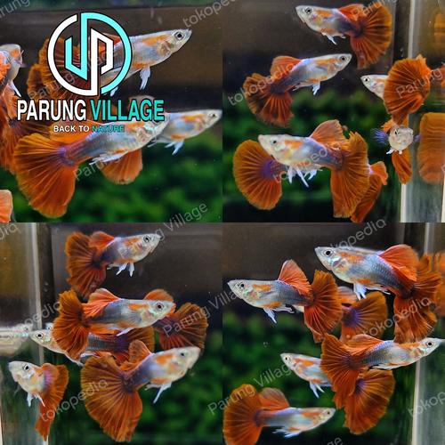 Jual Ikan Hias Guppy HB Red Rose Tail - jantan - Kota Depok - Parung Village | Tokopedia