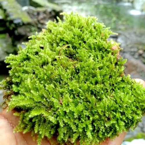 Jual Weeping Moss emersed / Moss paludarium / moss terrarium 1kg - Kota ...