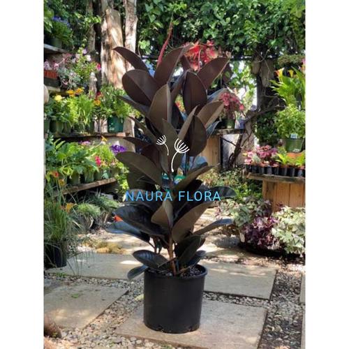 Promo Tanaman hias karet kebo merah - pohon ficus elastica Tinggi 50 ...