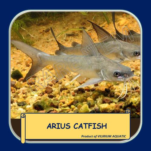 Promo IKAN HIAS AIR TAWAR - ARIUS CATFISH - Jakarta Pusat - Vilirium ...