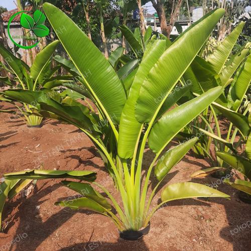 Jual tanaman pisang kipas tinggi 1,5 meter pohon pisang kipas 1,5 meter ...