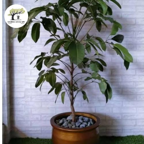 Jual tanaman indoor walisongo hijau 1 meter/pohon walisongo hijau Hits ...