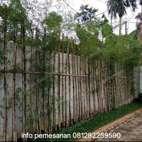 Jual tanaman bambu jepang pagar hias pohon bambu jepang - Kab. Bogor ...