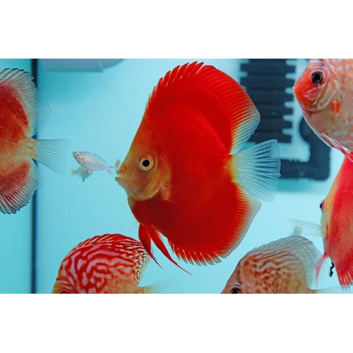 Jual Discus Red Cheek 3,5 Inch - Kota Depok - sansdiscus | Tokopedia