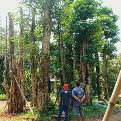 Jual pohon pule besar fosil siap tanam - Kab. Bogor - cv aneka pohon ...