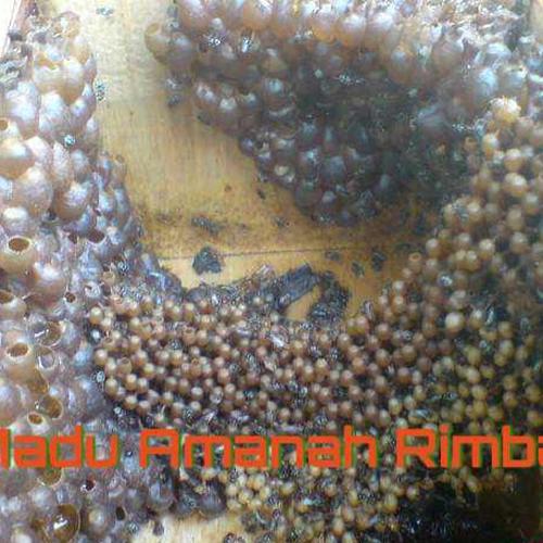 Jual Bibit klanceng lanceng trigona laeviceps - Kab. Boyolali - Amanah ...