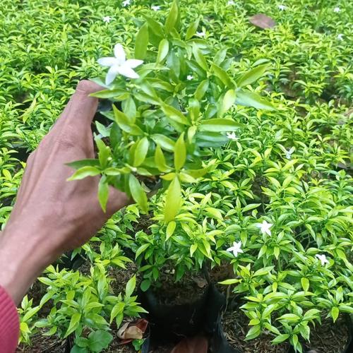 Jual rambosa golden tanaman hias pagar - Kab. Bogor - sopian alamflowra ...