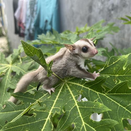 Jual PROMO SUGAR GLIDER CARAMEL JOEY - Jantan - Kota Surabaya ...