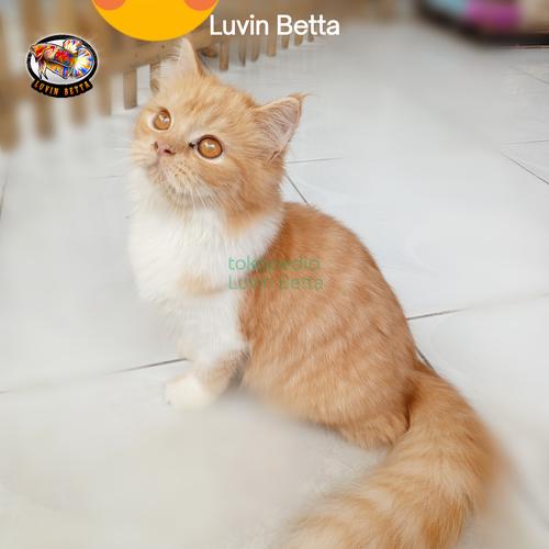 Jual Kucing Kitten Persia Flatnose Long Hair - Kota Bekasi - Luvin ...