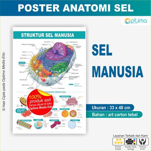Jual Poster Anatomi Struktur Bagian Sel tumbuhan, sel hewan, sel ...