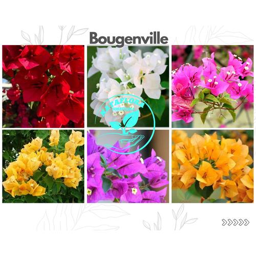 Jual TERLARIS!!TANAMAN HIAS BUGENVIL BUNGA KERTAS/Bougenville-BUNGA ...