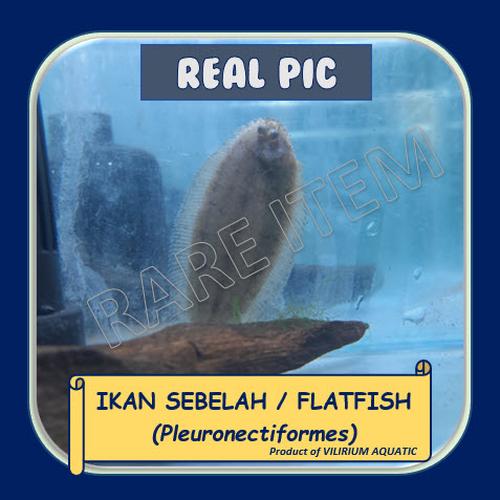 Promo IKAN HIAS AIR TAWAR - IKAN SEBELAH aka FLAT FISH - Jakarta Pusat ...