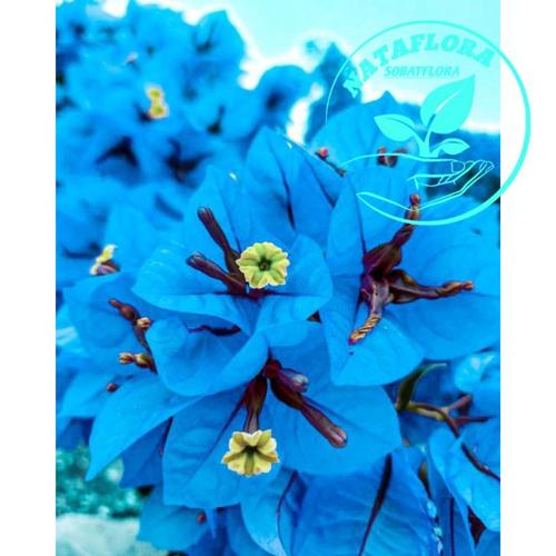 Jual TANAMAN HIAS BUGENVIL BUNGA KERTAS//SOFT BLUE ICE - Kab. Bogor ...