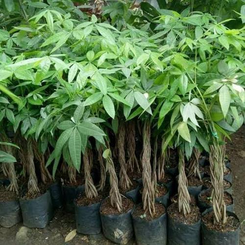 Jual Tanaman Hias Pachira Kepang| Pohon Uang Pachira | Pohon Hoki ...