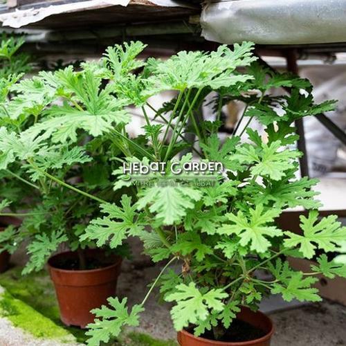 Jual GERANIUM CITROSA - Tanaman Anti nyamuk - Kab. Bandung Barat ...