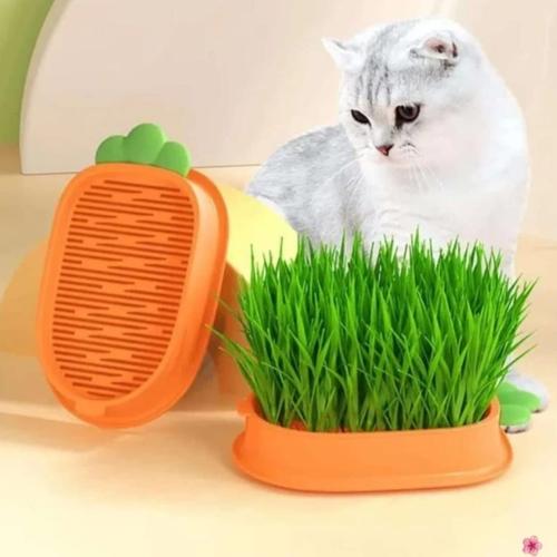 Jual Rumput Kucing Paket Tumbuh Benih Gandum Premium Cat Wheat Grass ...