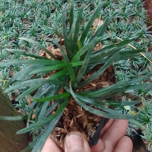 Jual tanaman hias kucai mini - Kota Depok - Ziziflora | Tokopedia