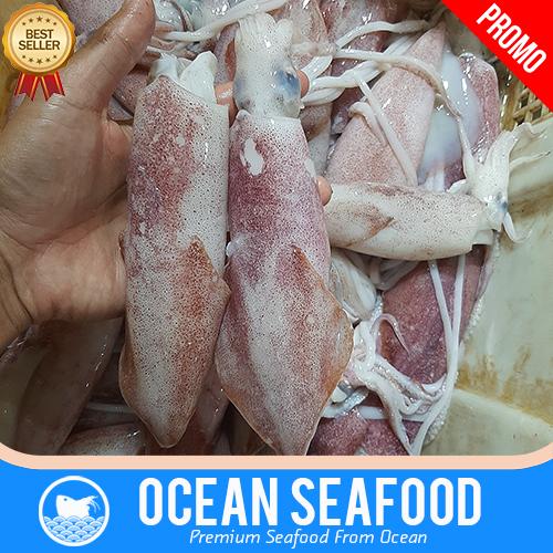 Jual cumi bangka fresh / Cumi Bangka Jumbo Segar / Cumi Laut Seafood ...