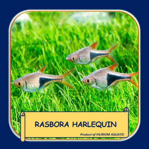 Jual IKAN HIAS AIR TAWAR - RASBORA HARLEQUIN - Jakarta Pusat - Vilirium ...