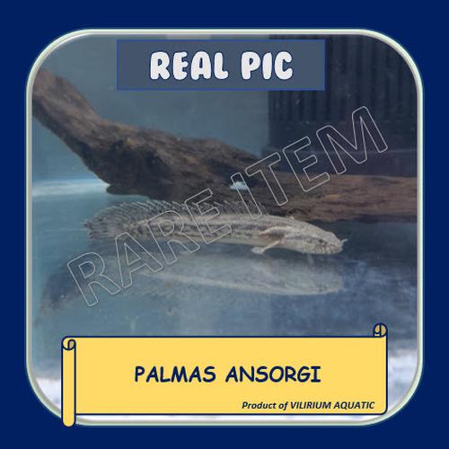 Jual IKAN HIAS AIR TAWAR - PALMAS ANSORGI - Jakarta Pusat - Vilirium ...