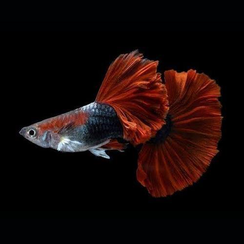Promo Ikan Hias Guppy Half Black Red Rose Tail - Betina - Kota Depok ...