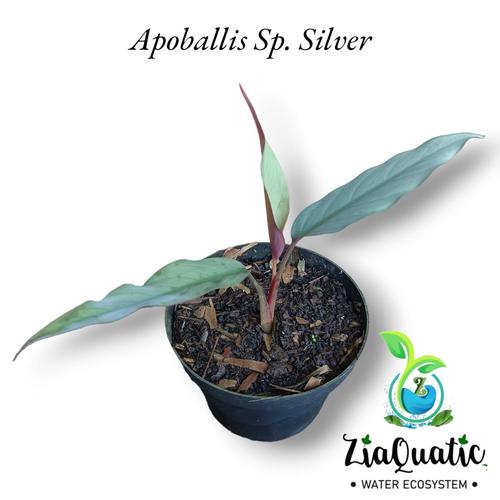 Jual Apoballis Sp Silver "Sumatera" - Tanaman Hias Paludarium ...