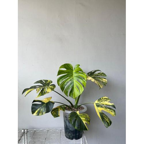 Jual TANAMAN MONVAR, MONSTERA DELICIOSA VARIGATA YELLOW MARILYN KUNZO ...