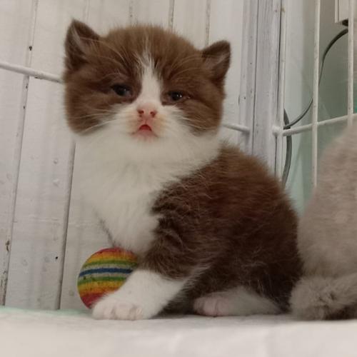 Jual kitten british shorthair cinamon ped - Kab. Bekasi - catty ...