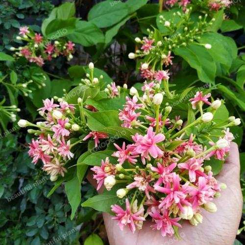 Jual melati belanda merambat tanaman melati belanda - Kab. Bogor ...