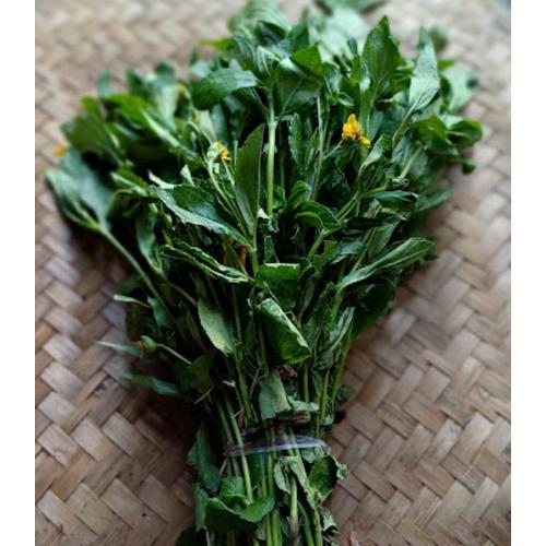 Jual Daun Seruni Segar / Daun Wedelia biflora di petik saat order masuk ...