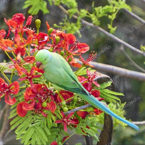 Jual tanaman hias bunga flamboyan merah pohon bunga flamboyan 4 meter ...