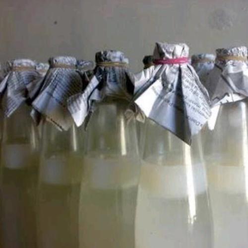 Jual Starter / Bibit Nata de Coco | Acetobacter Xylinum - 250mL - Kab ...