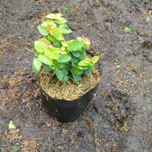 Jual tanaman dolar rambat kecil - Kab. Cianjur - Oneflorist | Tokopedia