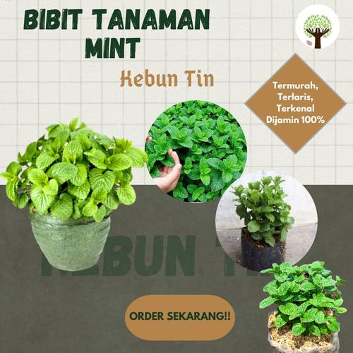 Jual Bibit Tanaman Mint Daun Peppermint Daun Mint - Kota Bekasi - Kebun ...