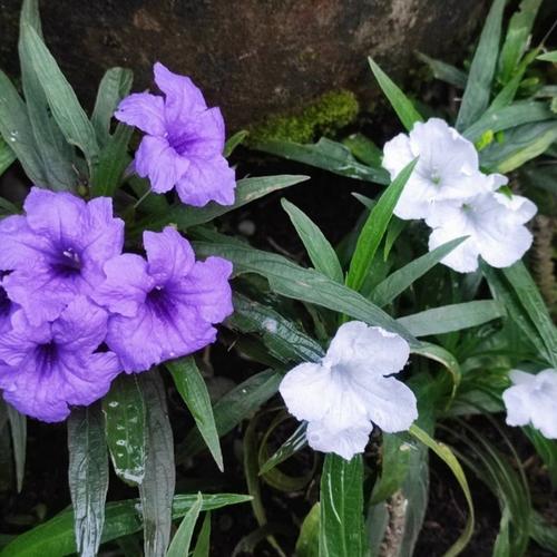 Promo tanaman rolia mini - pohon ruelia - bunga rawelia mini - rollia ...