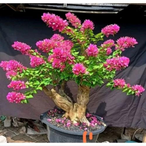 Jual TANAMAN HIAS BUGENVIL BUNGA KERTAS BONSAI//BOUGENVILLE BAHAN ...