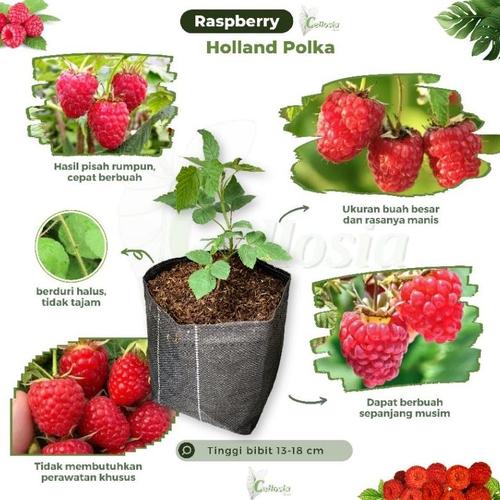 Jual Bibit Tanaman Buah Rasberi Import / Raspberry Polka Holland ...