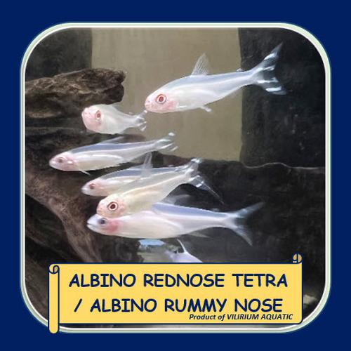 Jual IKAN HIAS AIR TAWAR - ALBINO RED NOSE TETRA / ALBINO RUMMY-NOSE ...