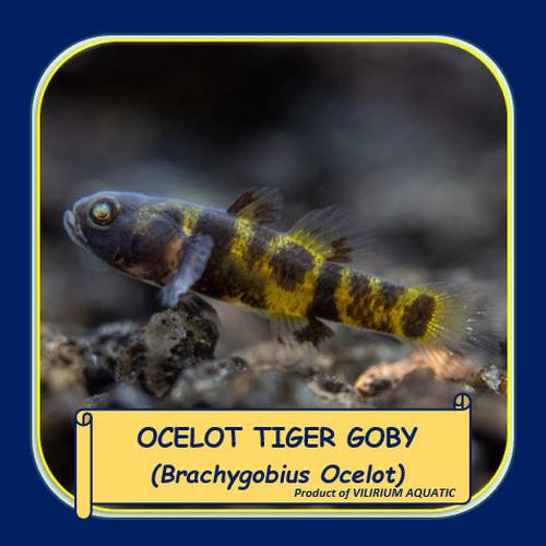 Promo IKAN HIAS AIR TAWAR - MINI BUMBLEBEE GOBY / OCELOT TIGER GOBY ...