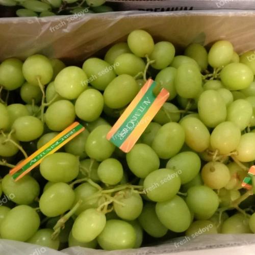 Jual anggur crispy Seedless manis garing 1kg - Jakarta Selatan - fresh ...