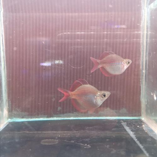 Jual Ikan Rainbow Crossing Short Body King / Rainbow Crossing Balon ...