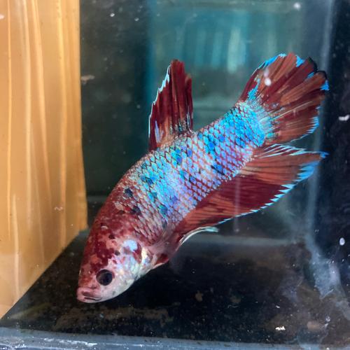 Jual ikan Hias Cupang Jayen Multi Colour Ikan Hias Aquarium - Kota ...