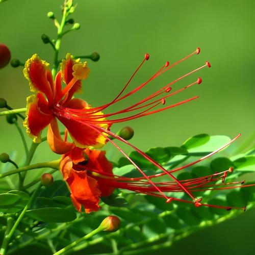 Jual 6 Biji / seeds Bunga Peacock Flower Caesalpinia pulcherrima ...