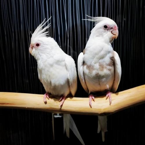 Jual burung parkit Australia white face - burung falk wf - falk white ...