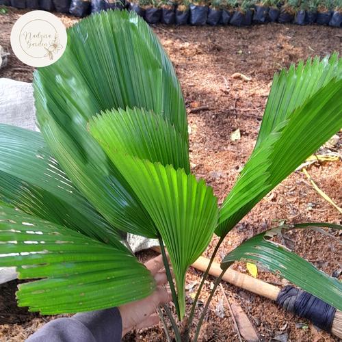 Jual Tanaman Hias Palem Bintang Kol Besar Palm - Kab. Bogor - nadzira ...