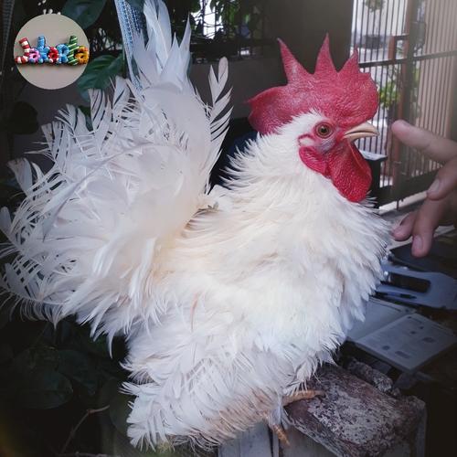Jual AYAM HIAS (AYAM SERAMA/AYAM KATE/WALIK/AYAM PELUNG/ANAKAN AYAM) - walik putih - Jakarta ...