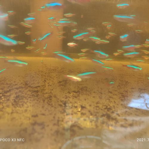 Jual ikan hias Kardinal tetra / cardinal tetra - Kota Depok - Azka ...