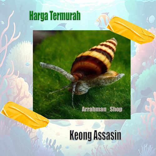 Jual Keong Assasin Snail - Keong Pemakan Alga - Pemakan Hama keong hias ...