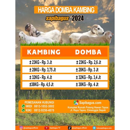 Jual Domba Kambing Qurban 2024 - Kota Depok - Sapibagus | Tokopedia